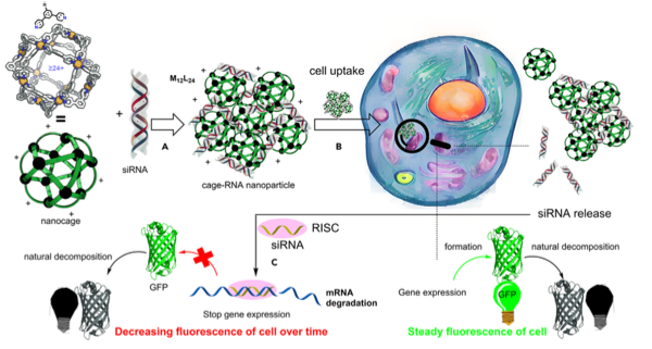 Prof. dr. J.N.H. (Joost) Reek - University of Amsterdam